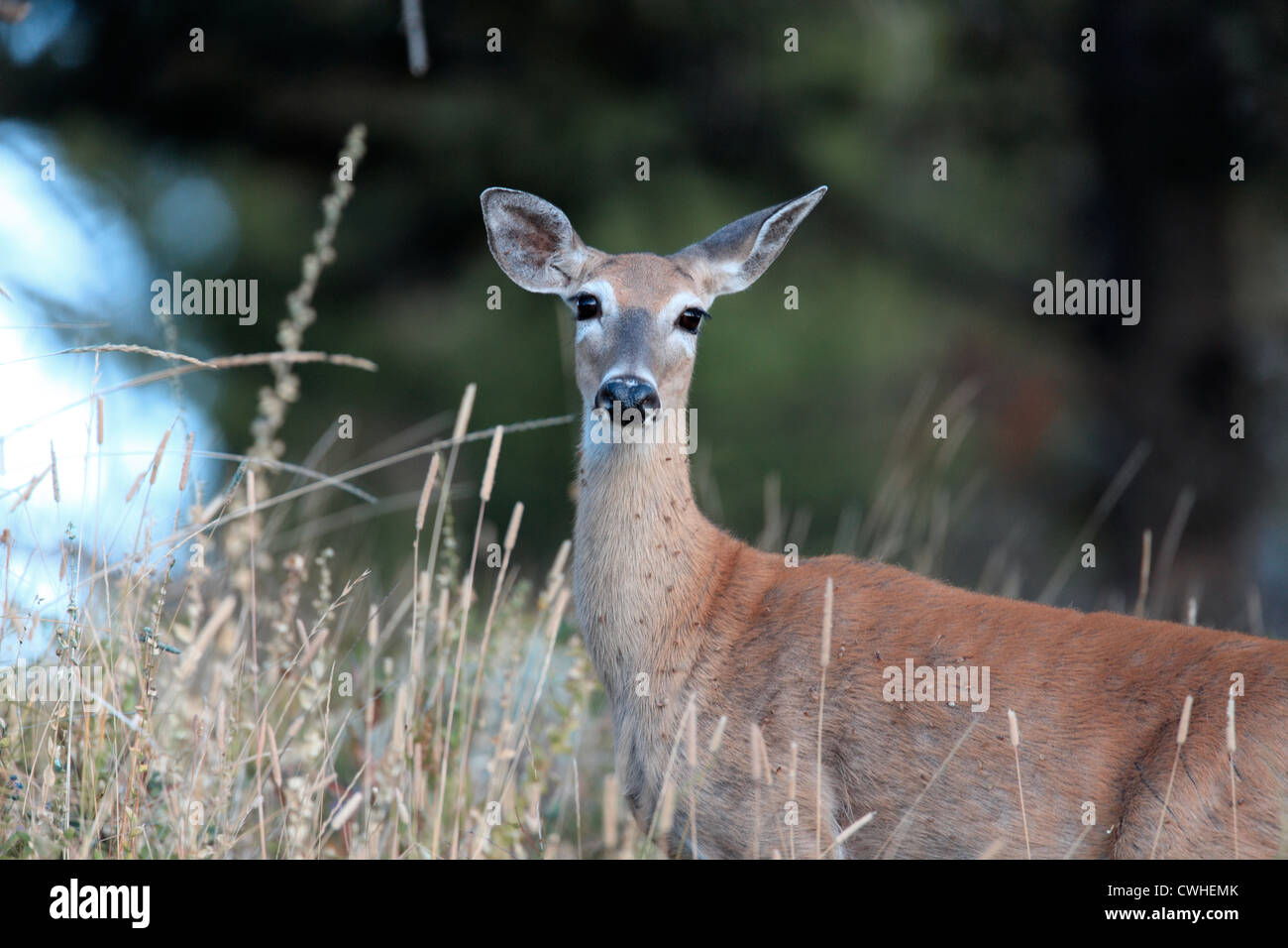 White hart deer hi-res stock photography and images - Alamy