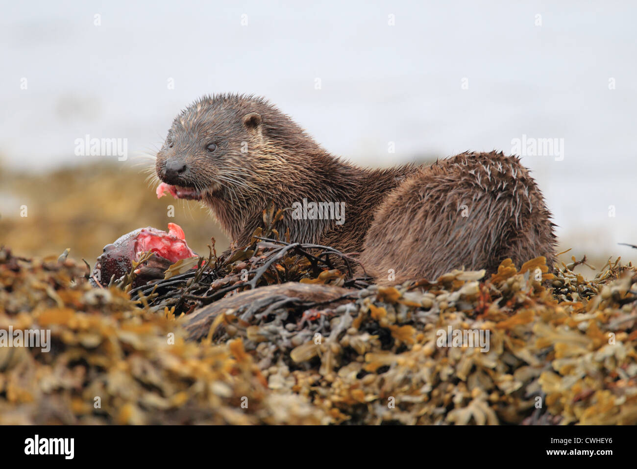 Otters eats hi-res stock photography and images - Alamy