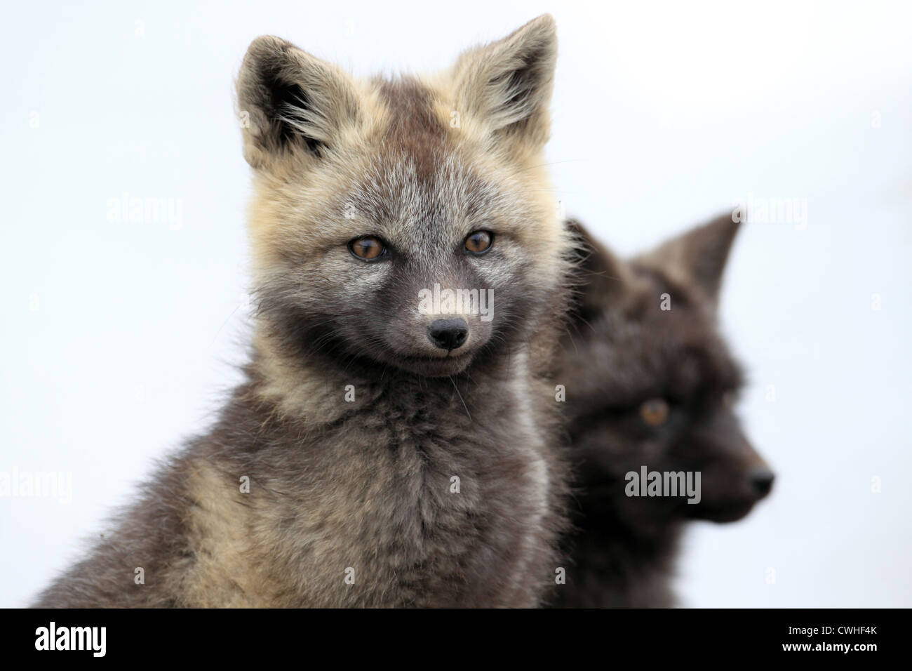 Silver foxes hi-res stock photography and images - Alamy