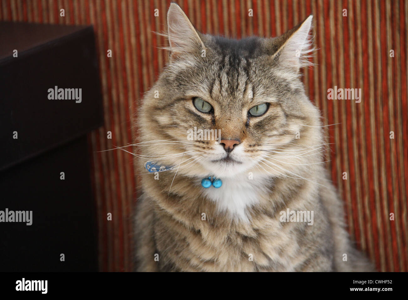 Green evil eyed cat with blue bells on her collar looking directly at ...