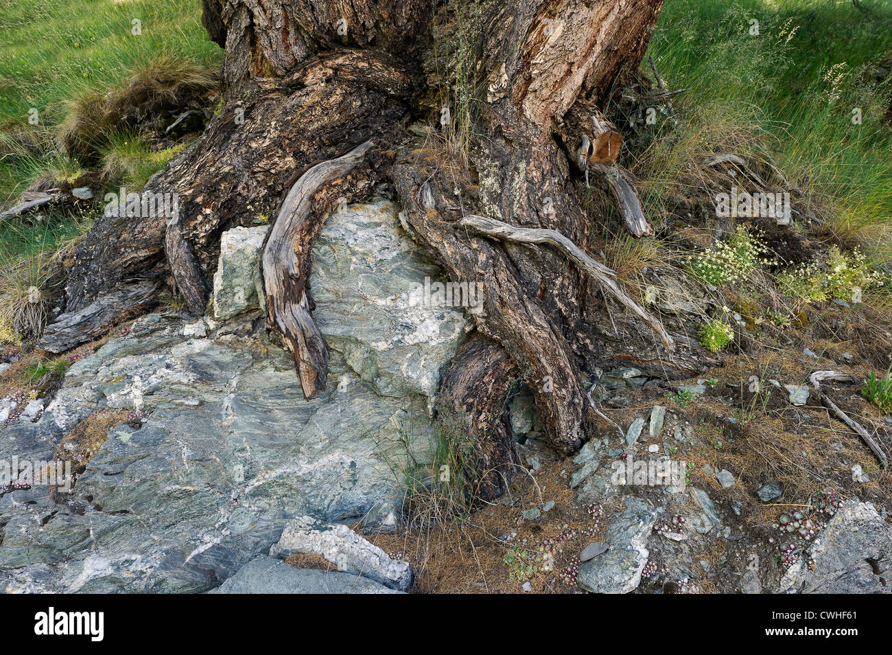 conifer's roots wrapping rocks Stock Photo - Alamy