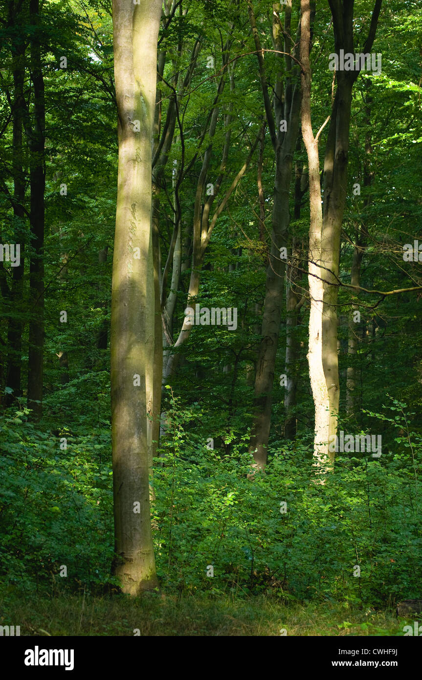 Evergreen beech hi-res stock photography and images - Alamy