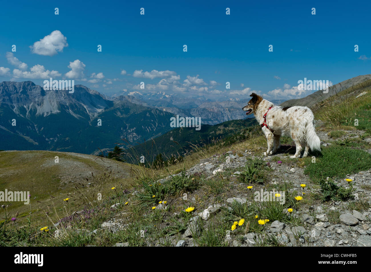 Dog on a mountain hi-res stock photography and images - Alamy