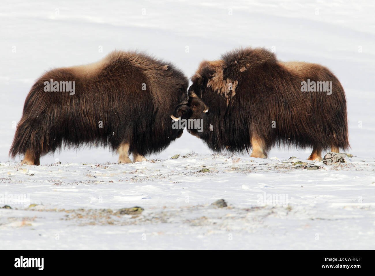 Musk ox fighting hi-res stock photography and images - Alamy