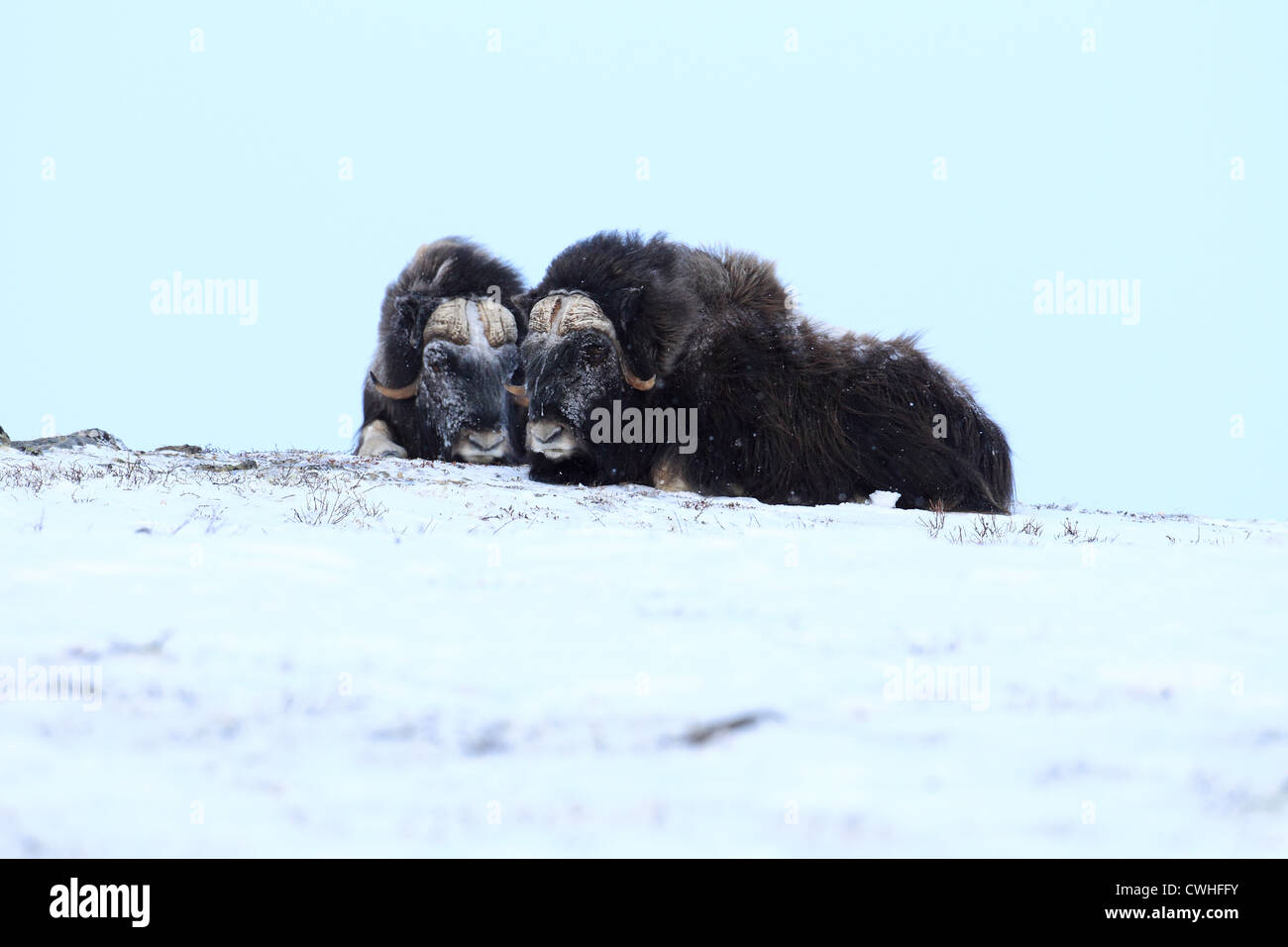 Two oxes 2 oxes hi-res stock photography and images - Alamy