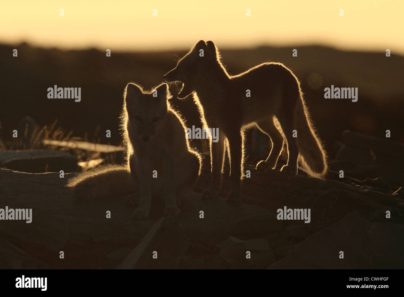 Red fox arctic fox standing hi-res stock photography and images - Alamy