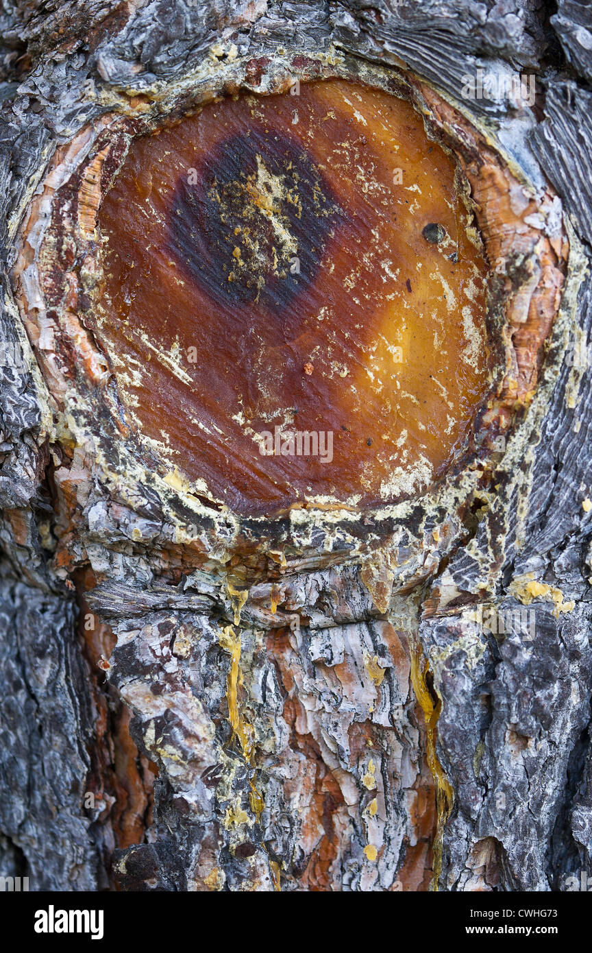 a detail of a conifer's trunk Stock Photo - Alamy