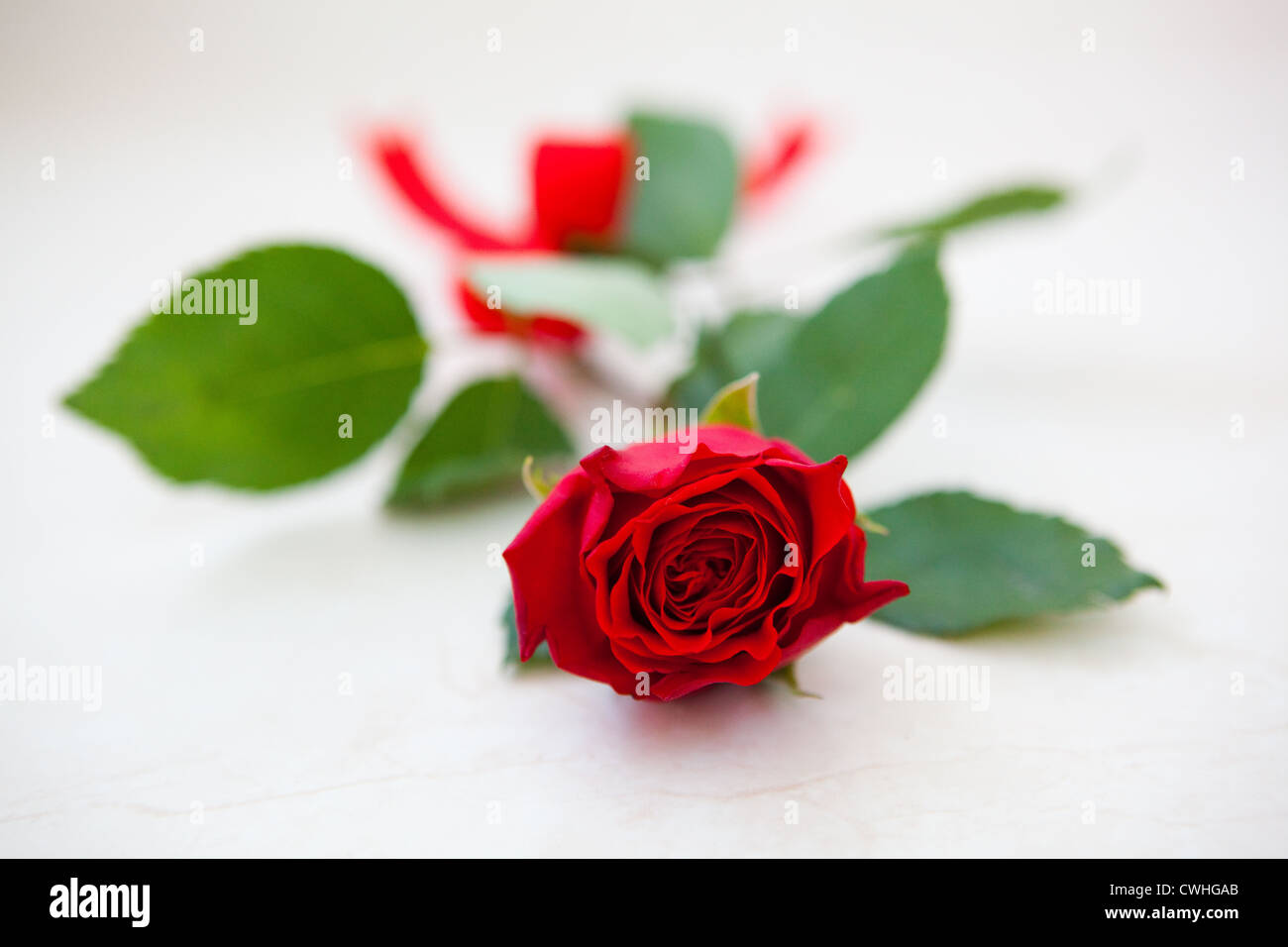 Roses are red Stock Photo - Alamy