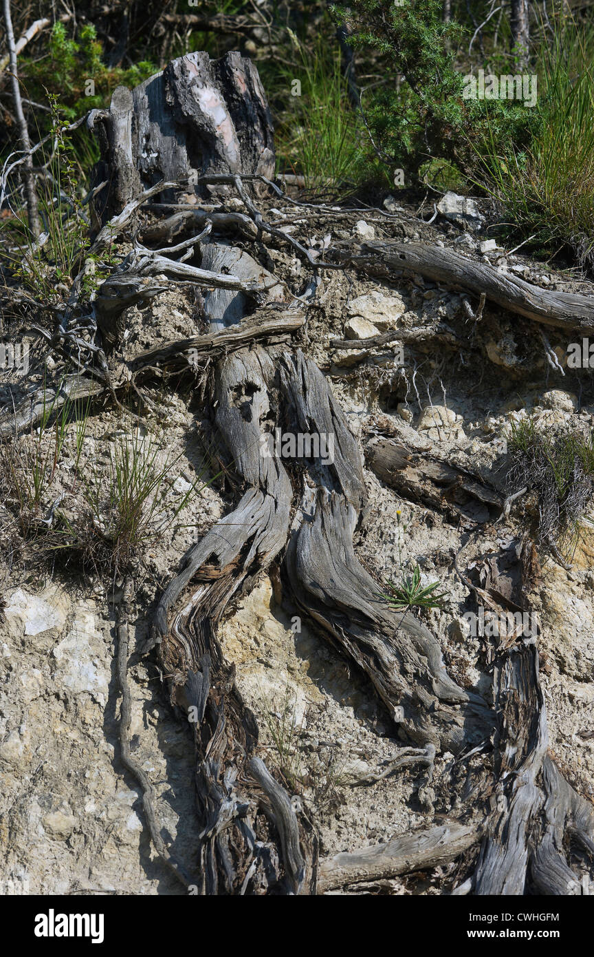 Conifer roots hi-res stock photography and images - Alamy