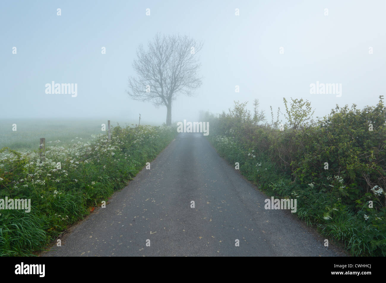 Country Lane in Morning Mist Stock Photo - Alamy