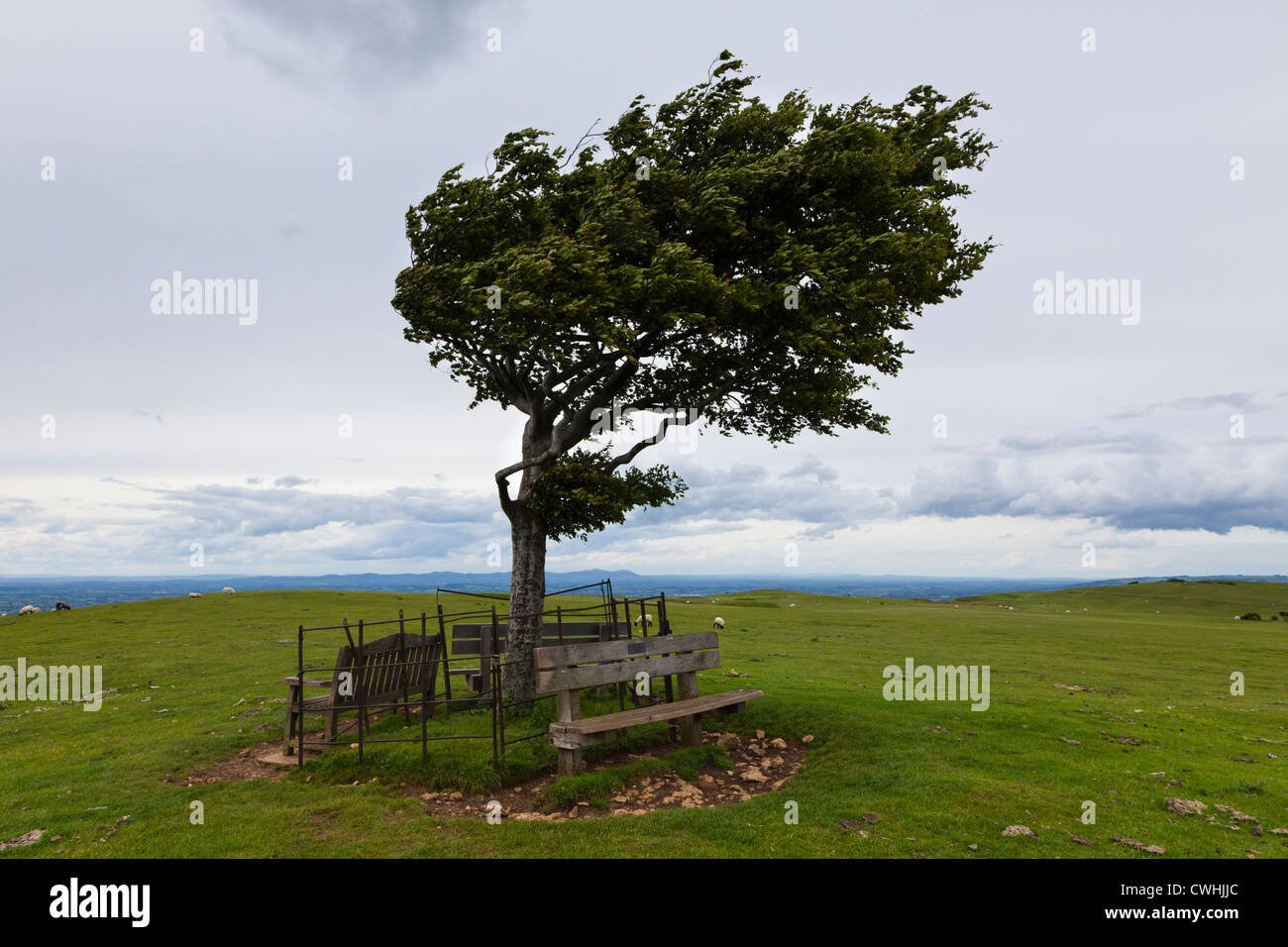 Windswept tree uk hi-res stock photography and images - Alamy