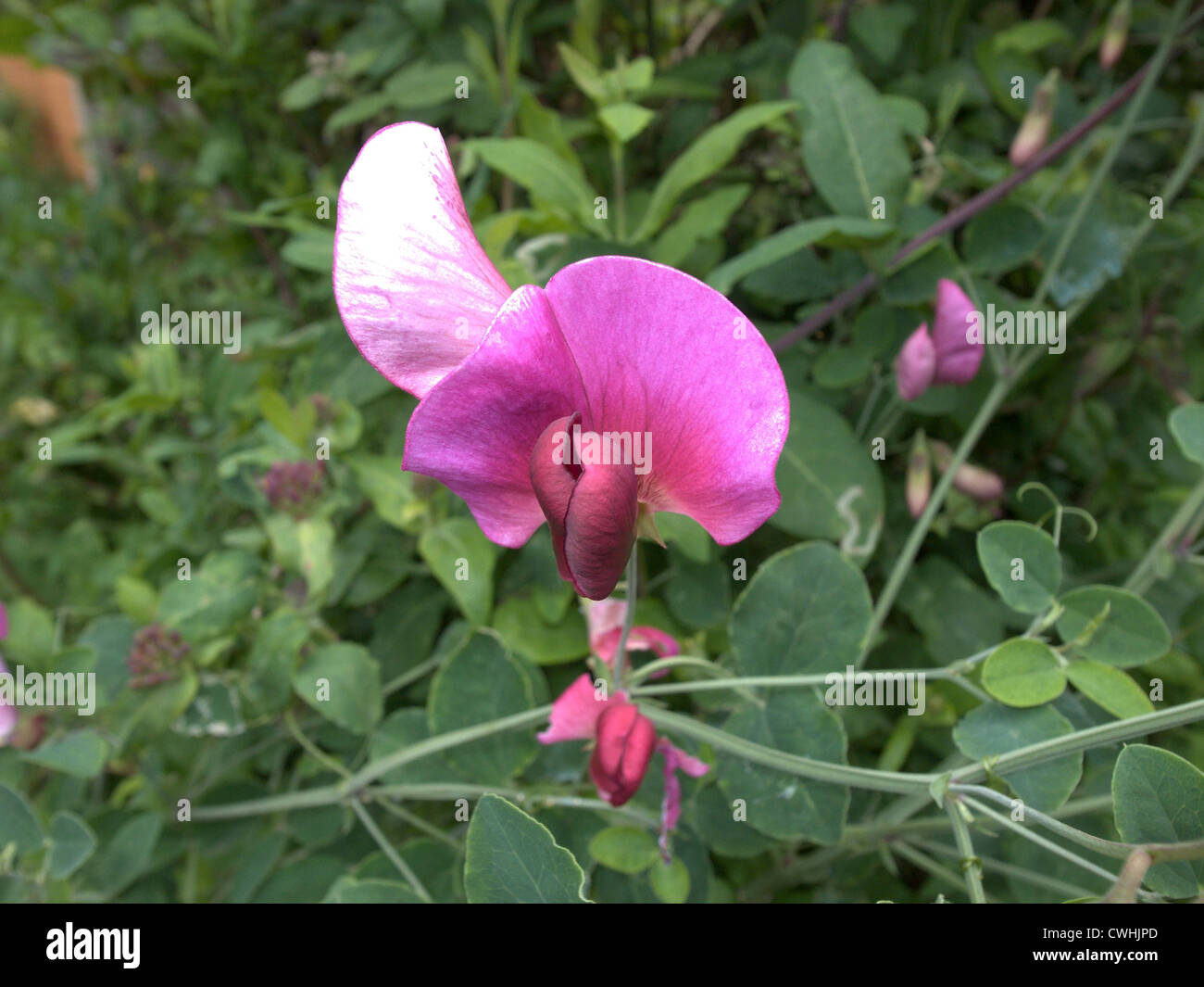 Sweet pea flower in an English garden Stock Photo - Alamy