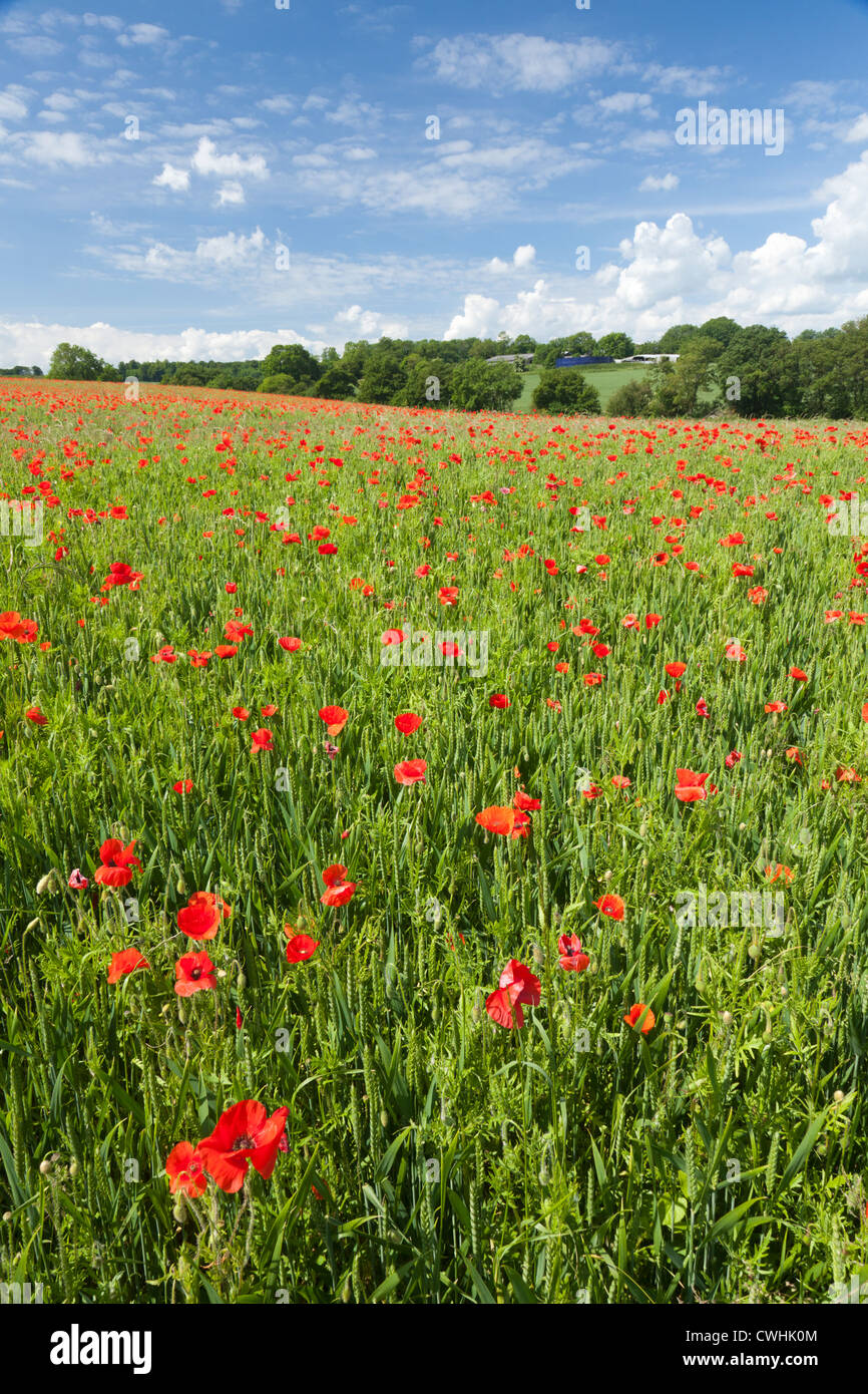 Poppy field in cotswolds england hi-res stock photography and images ...