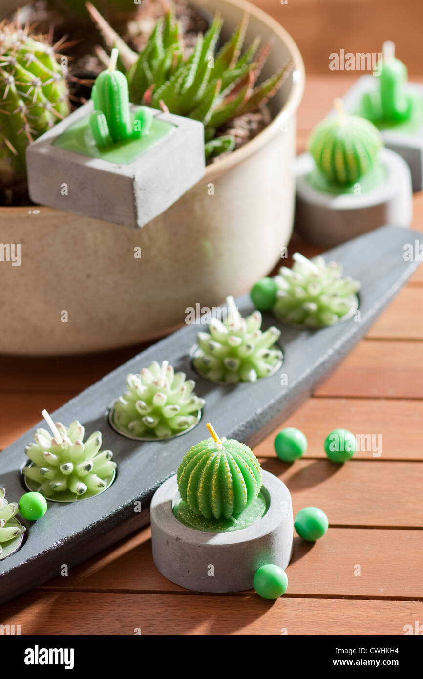 Candle cactus hi-res stock photography and images - Alamy