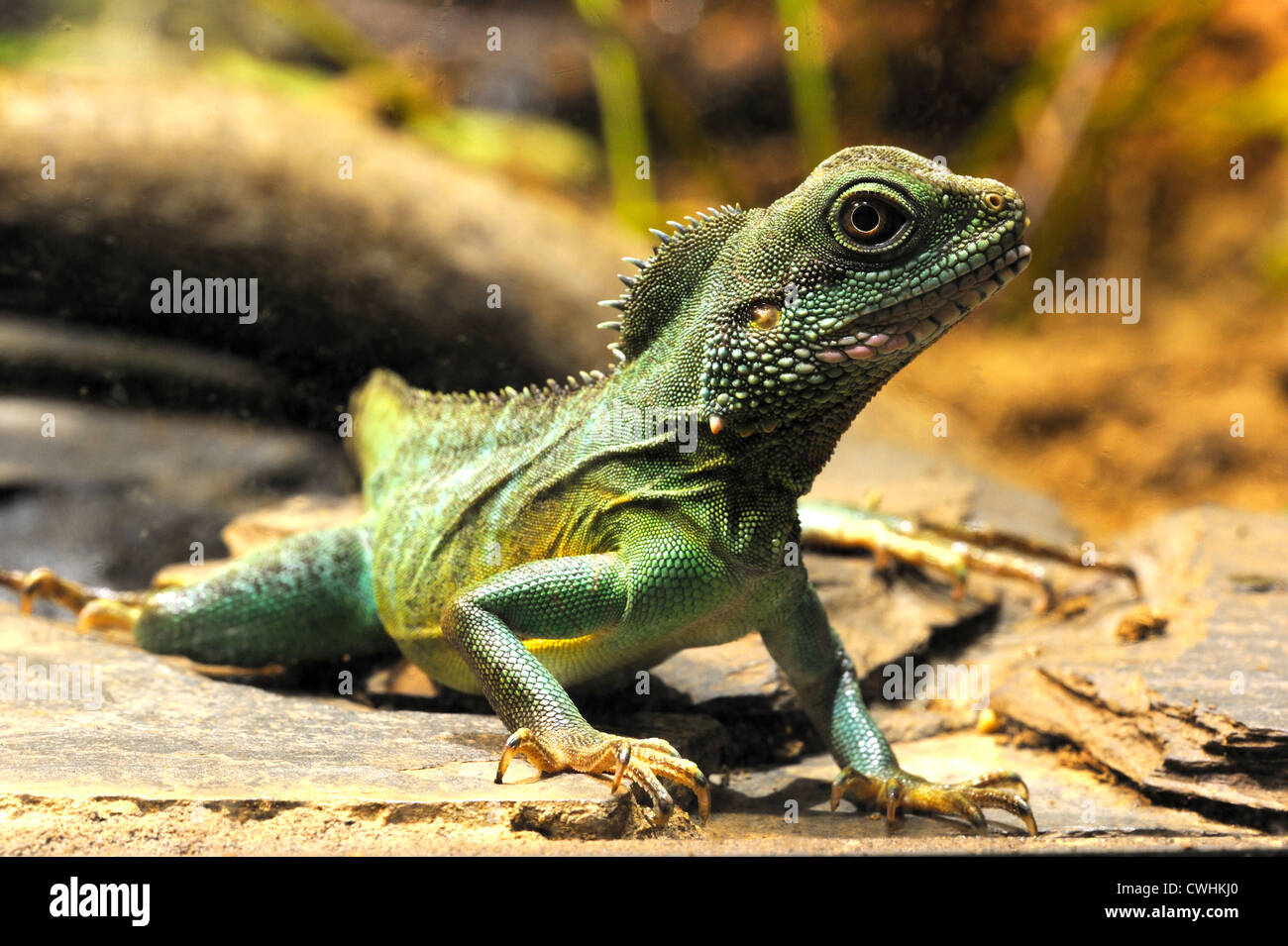 The plumed basilisk, Basiliscus plumifrons Stock Photo - Alamy