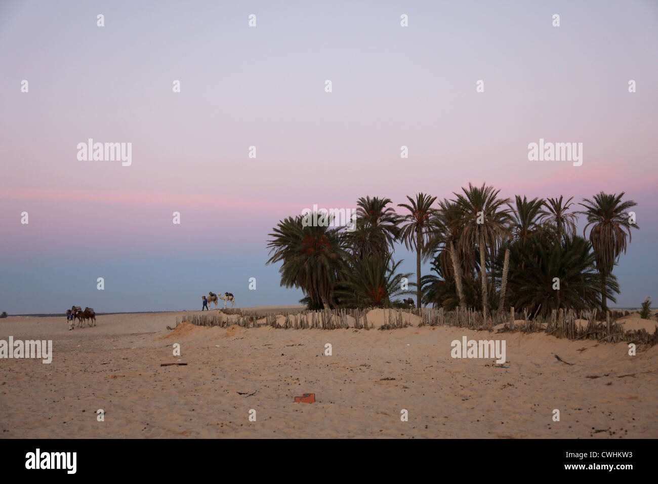 Morning in Sahara desert Stock Photo - Alamy