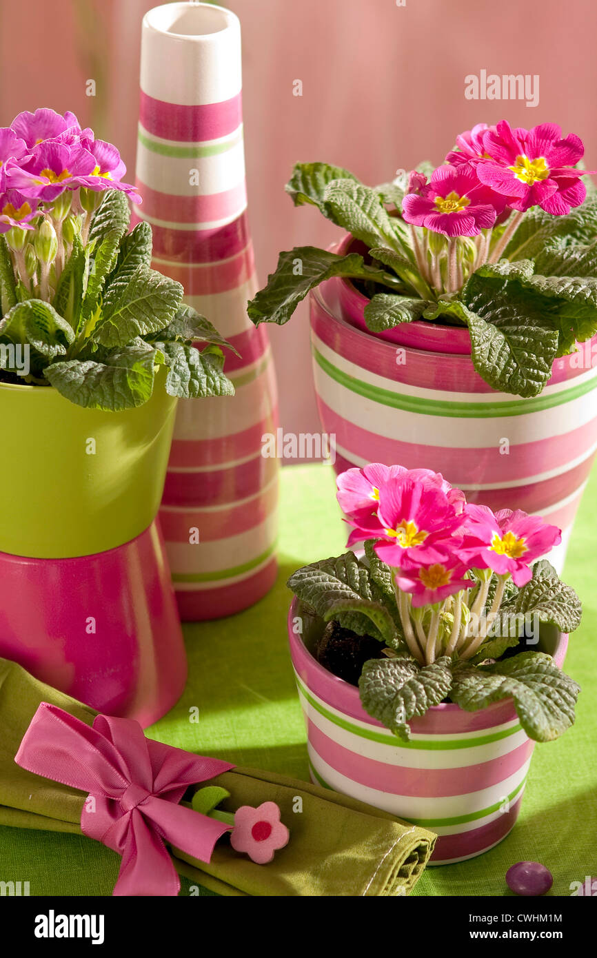 Violet primula hi-res stock photography and images - Alamy