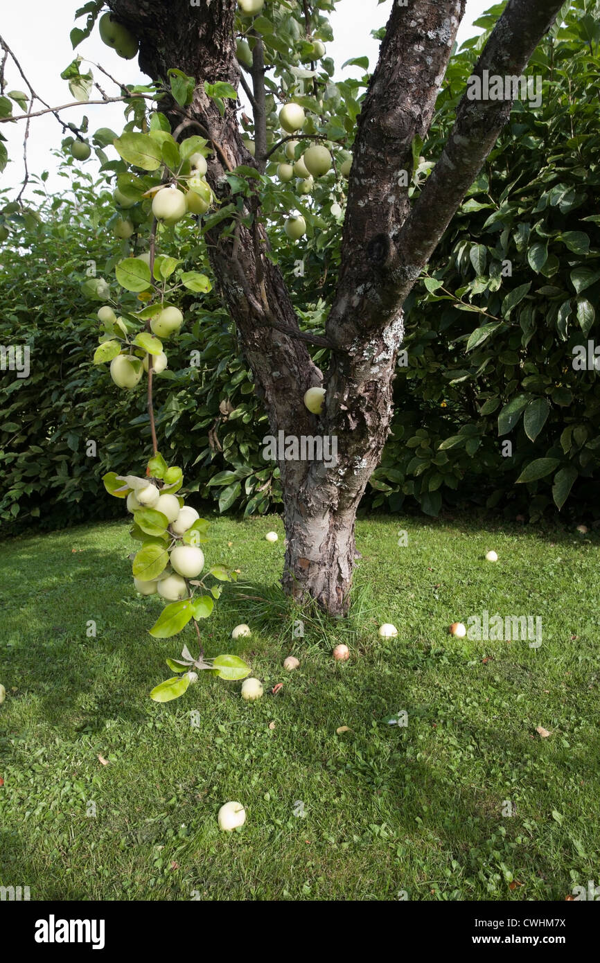 apple tree branch with heavy load Stock Photo - Alamy
