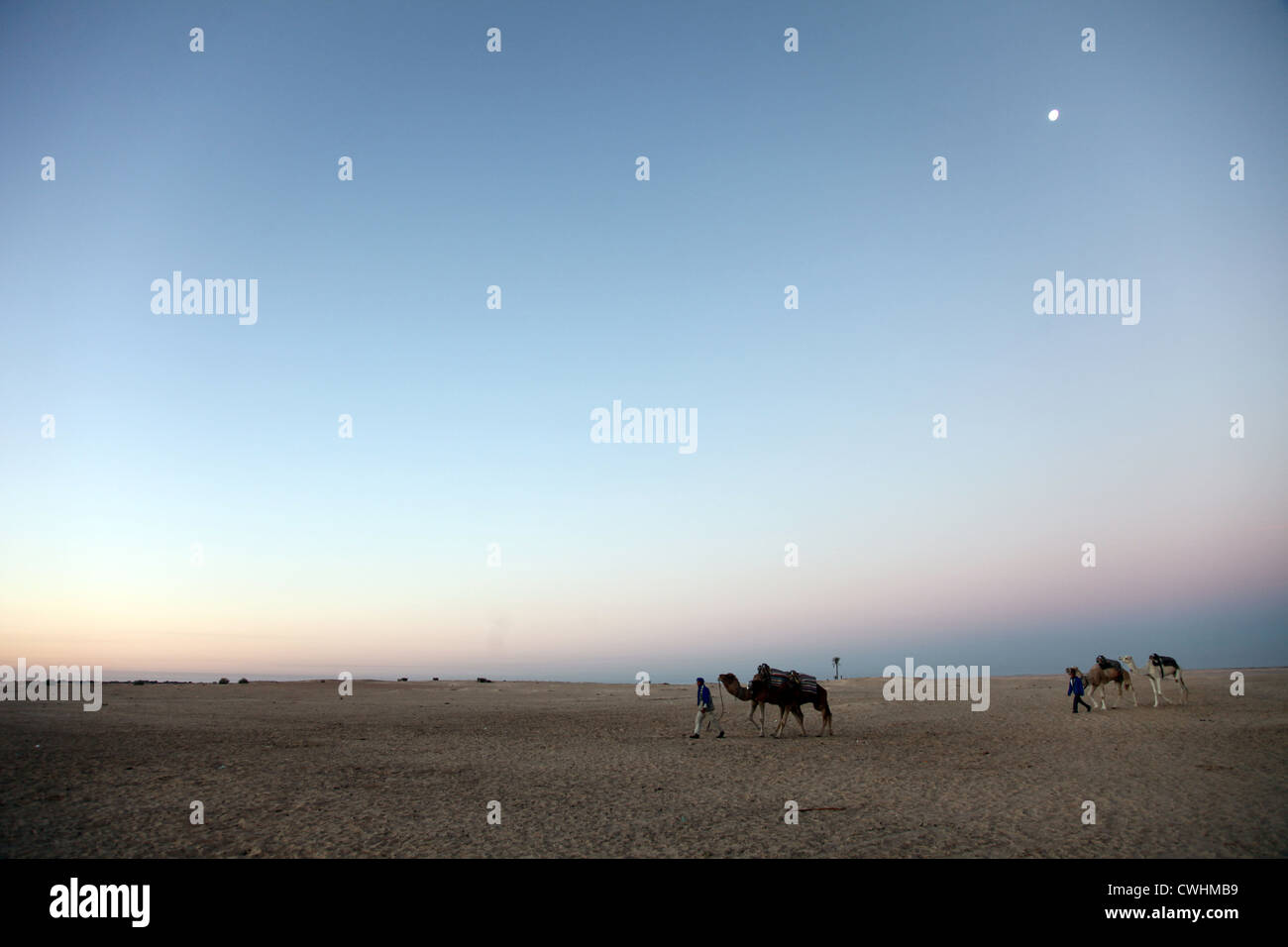 Morning in Sahara desert Stock Photo - Alamy