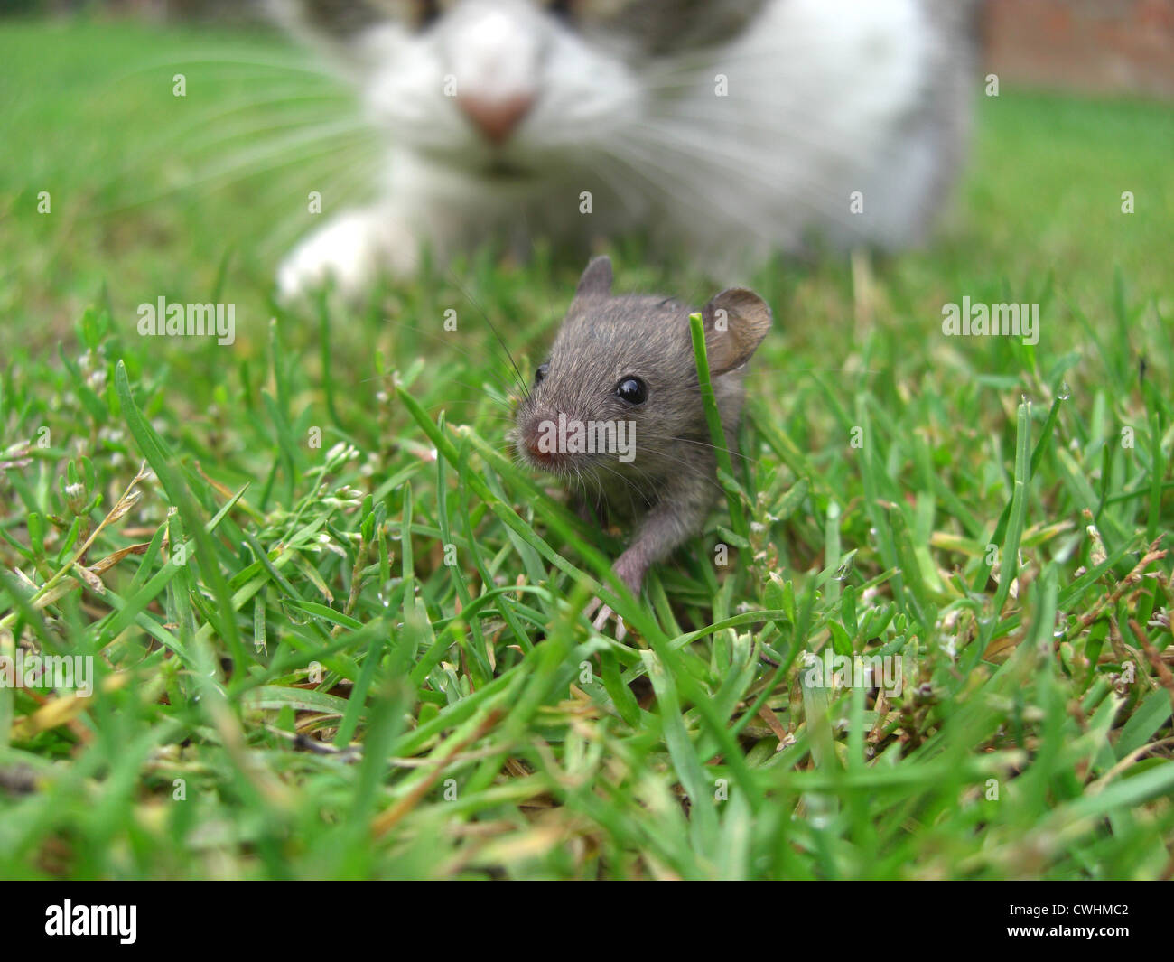 Risk Threats High Resolution Stock Photography and Images - Alamy