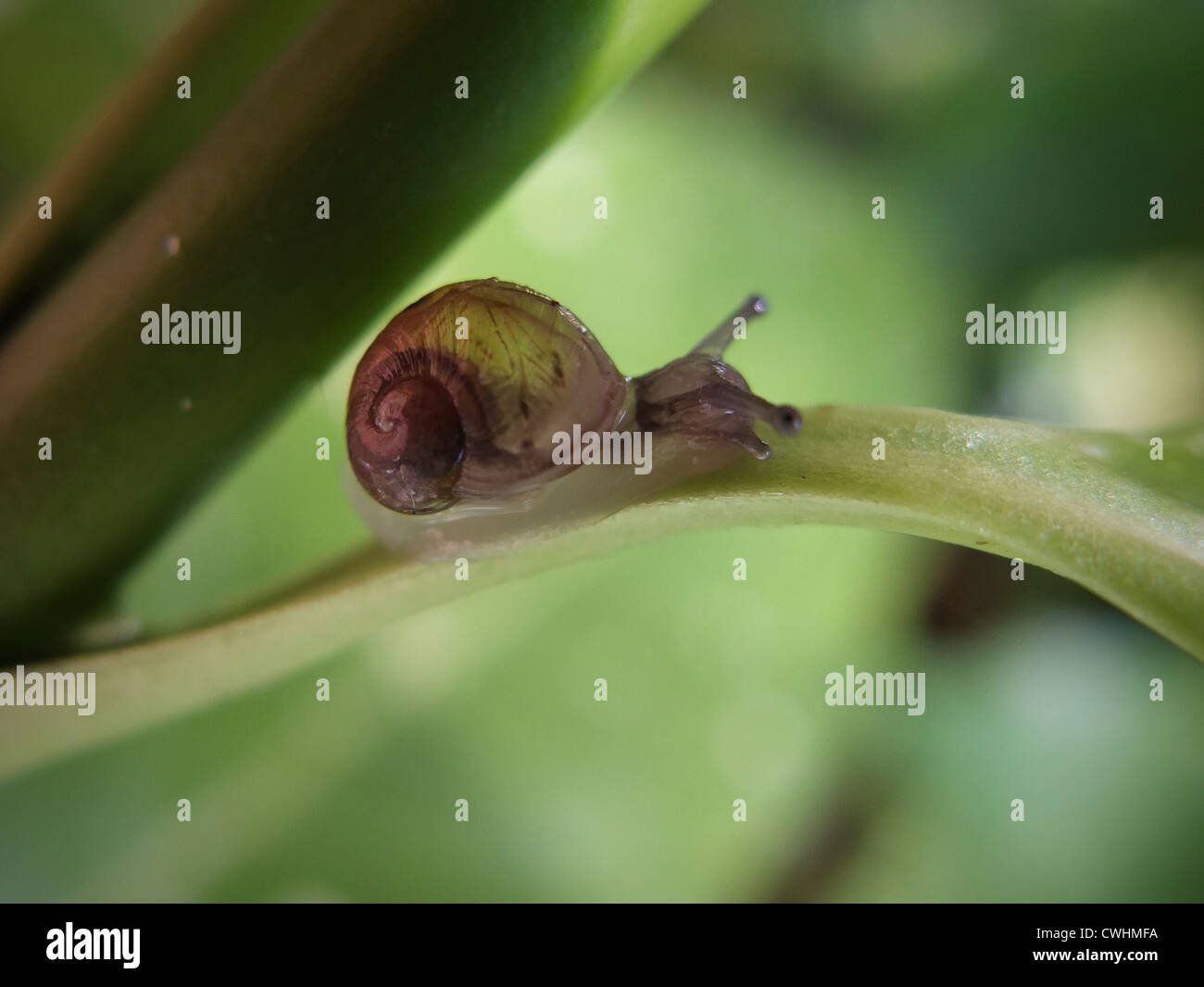 Baby snail hi-res stock photography and images - Alamy