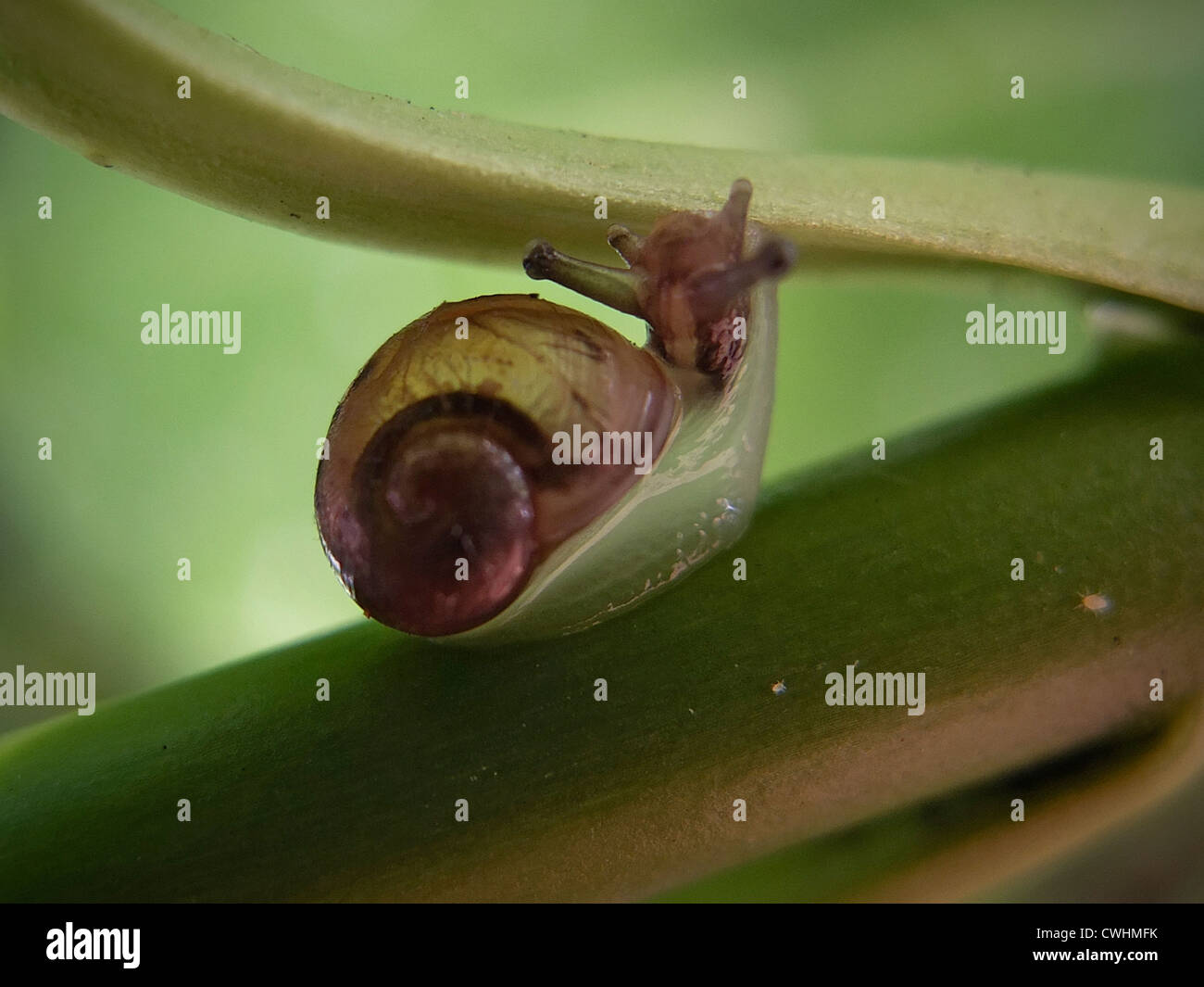 Baby snail hi-res stock photography and images - Alamy