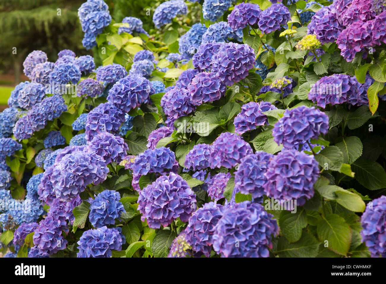 Colourful hydrangea flowers Stock Photo - Alamy