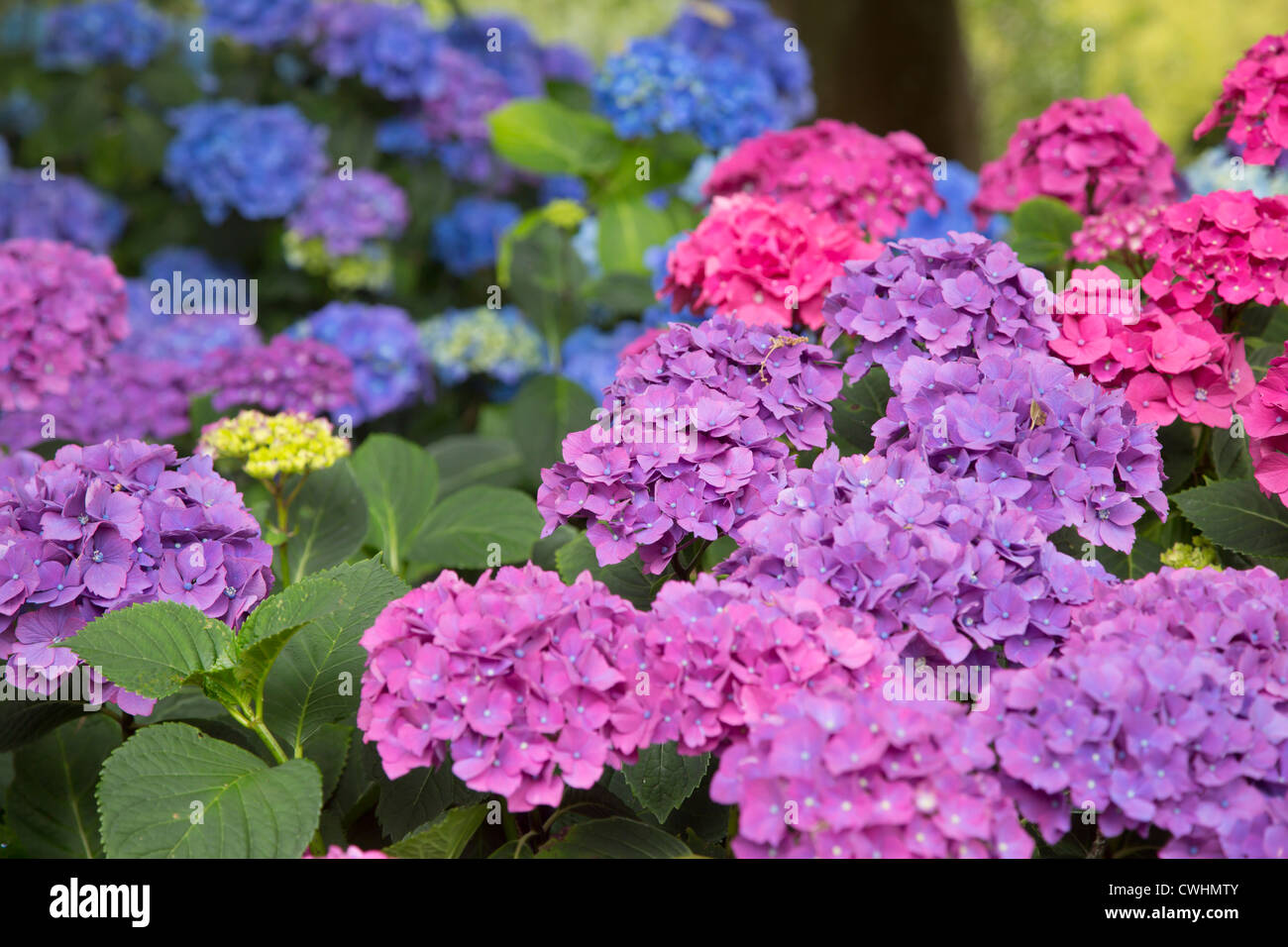 Colourful hydrangea flowers Stock Photo - Alamy