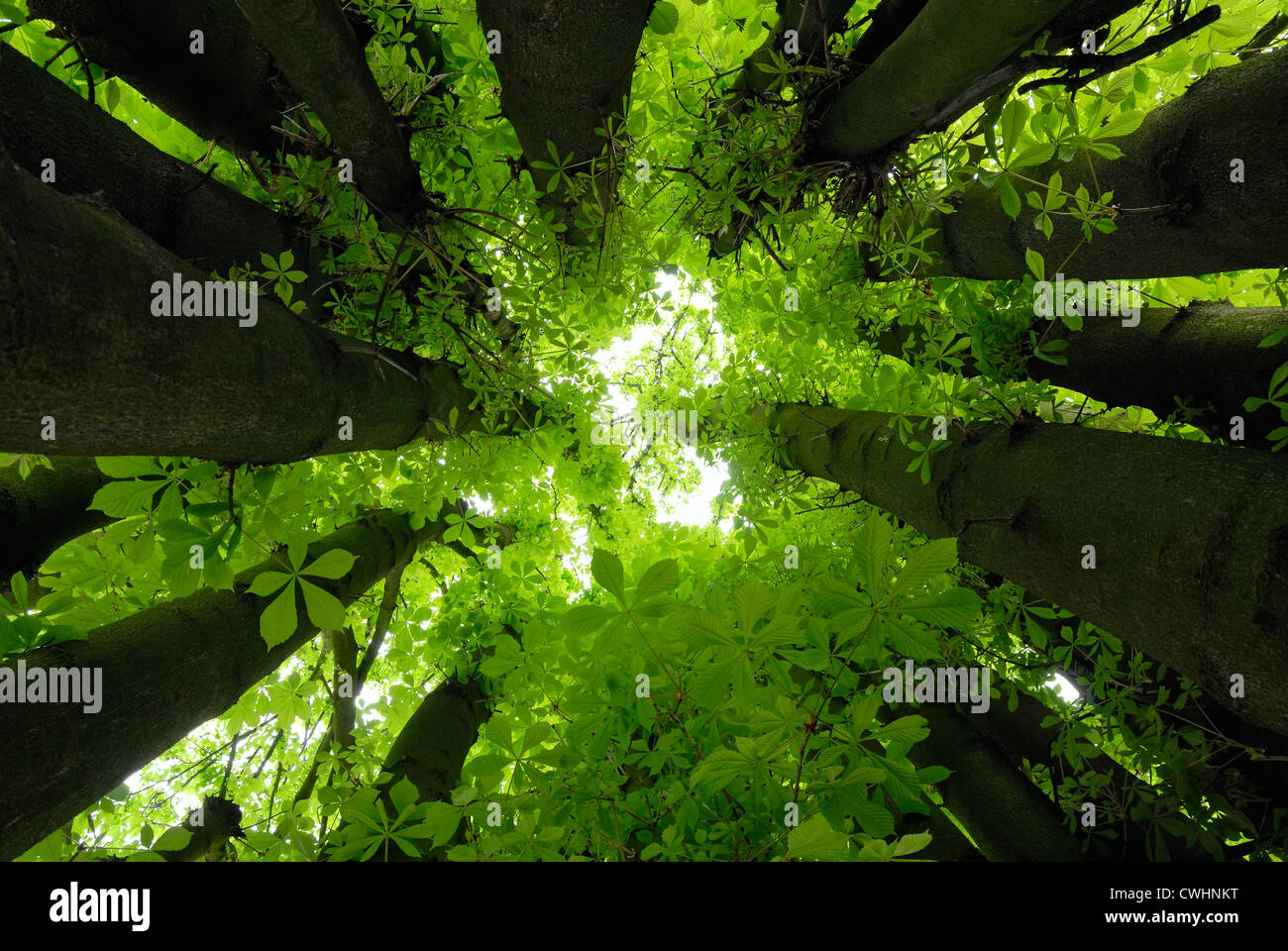 Trees Worms Eye View High Resolution Stock Photography and Images - Alamy