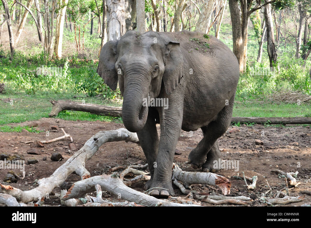 Endangered asian elephant hi-res stock photography and images - Alamy