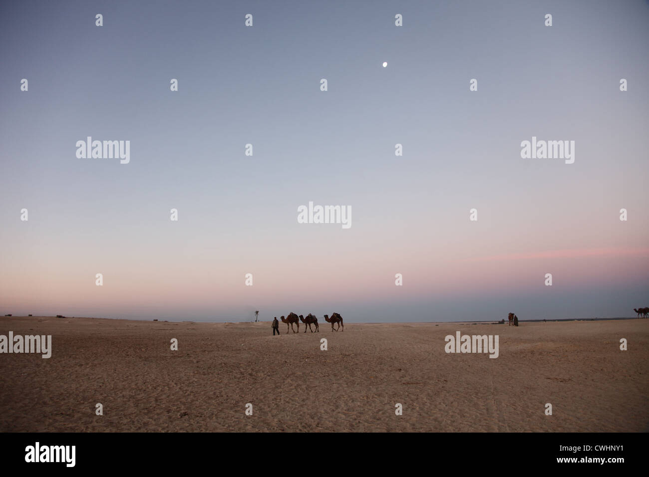 Morning in Sahara desert Stock Photo - Alamy