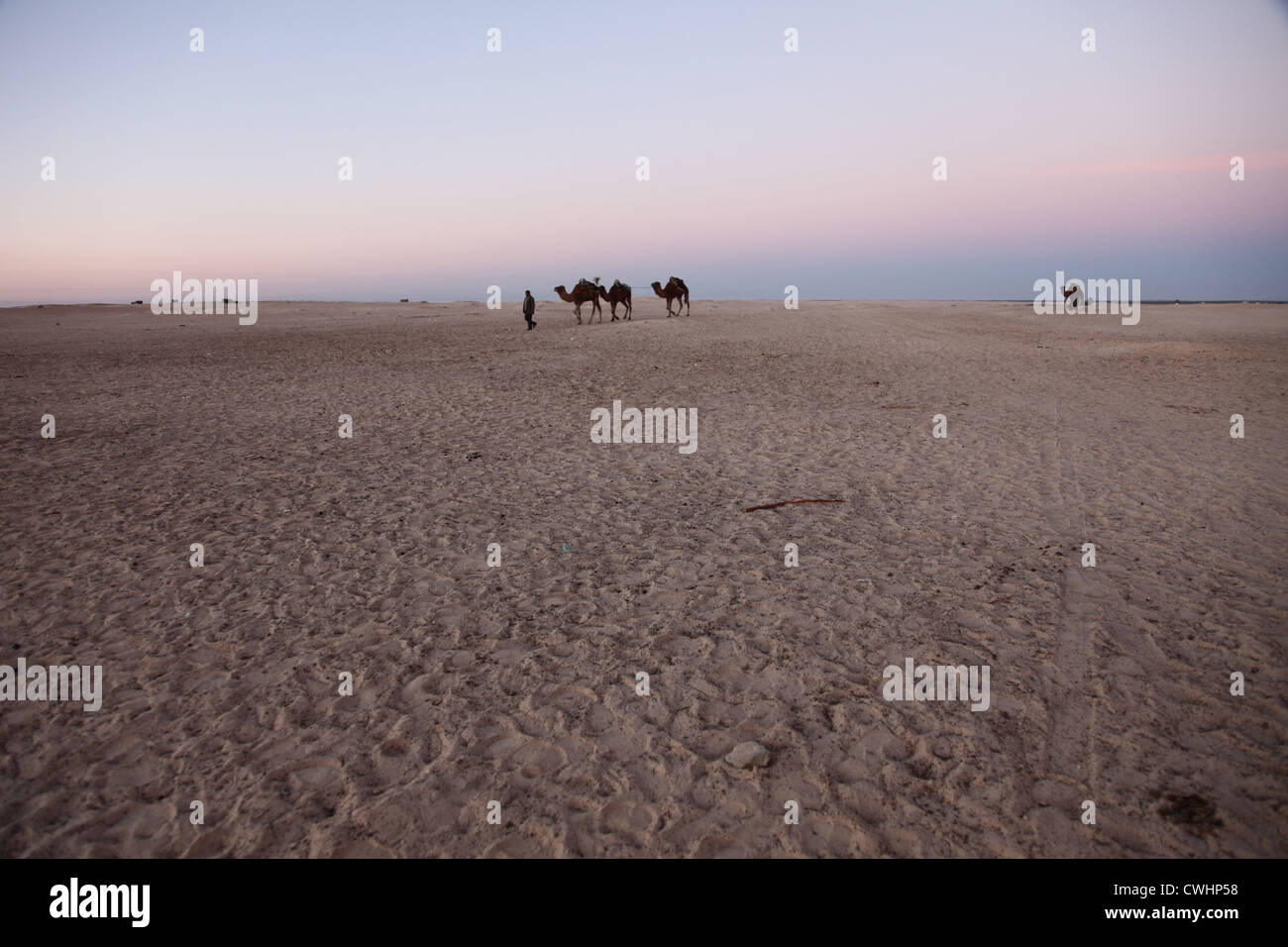 Morning in Sahara desert Stock Photo - Alamy