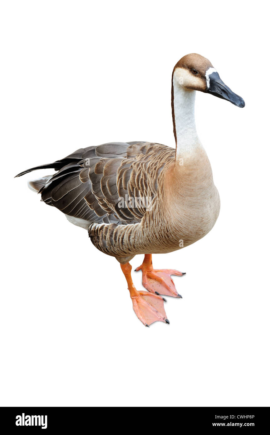 Goose close up isolated on a white background Stock Photo - Alamy