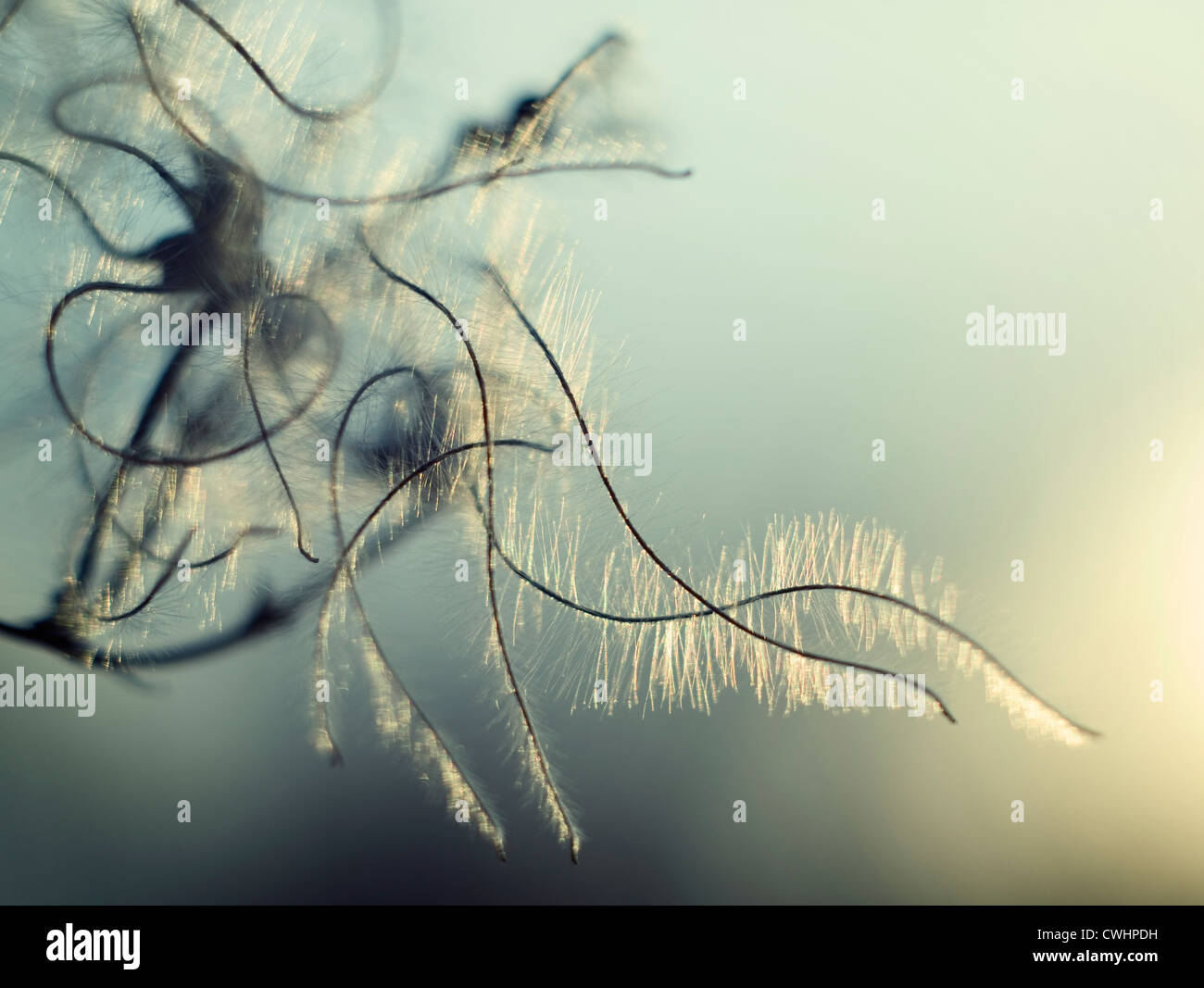 Furry Plant High Resolution Stock Photography and Images - Alamy