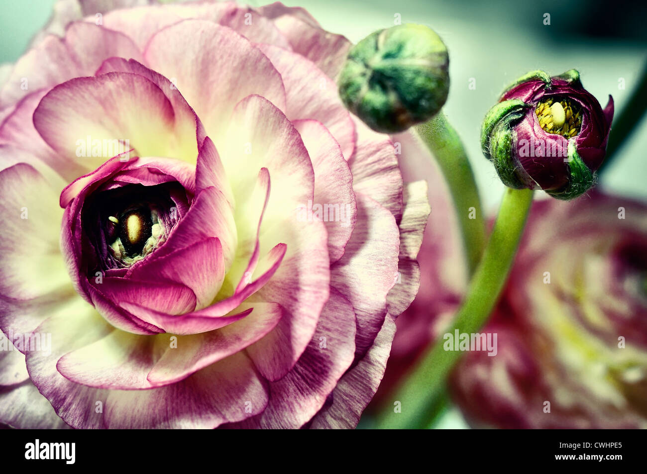 Ranunculaceae blossoms hi-res stock photography and images - Alamy