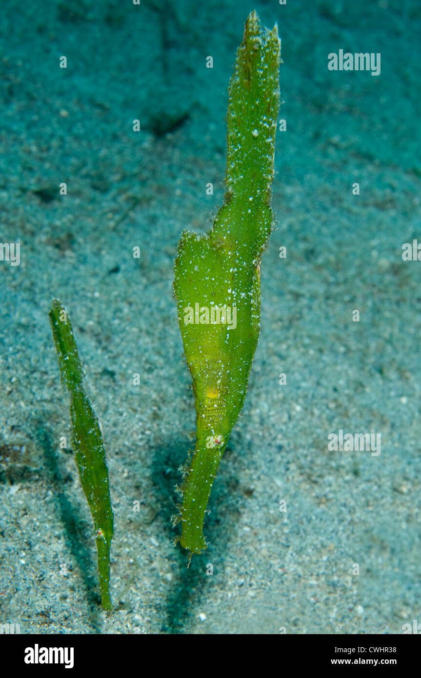 Long snouted pipefish hi-res stock photography and images - Alamy