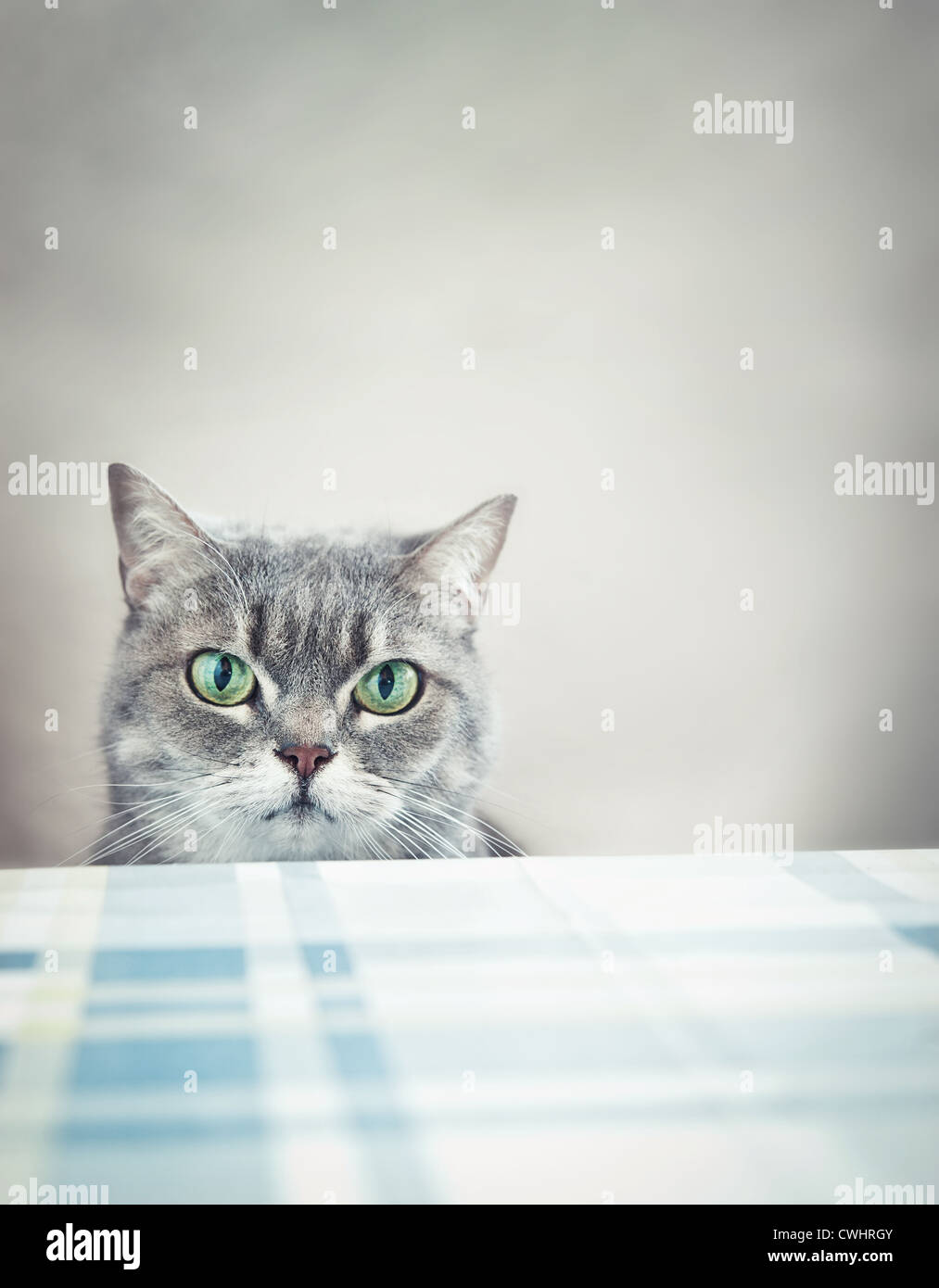 Cats table hi-res stock photography and images - Alamy