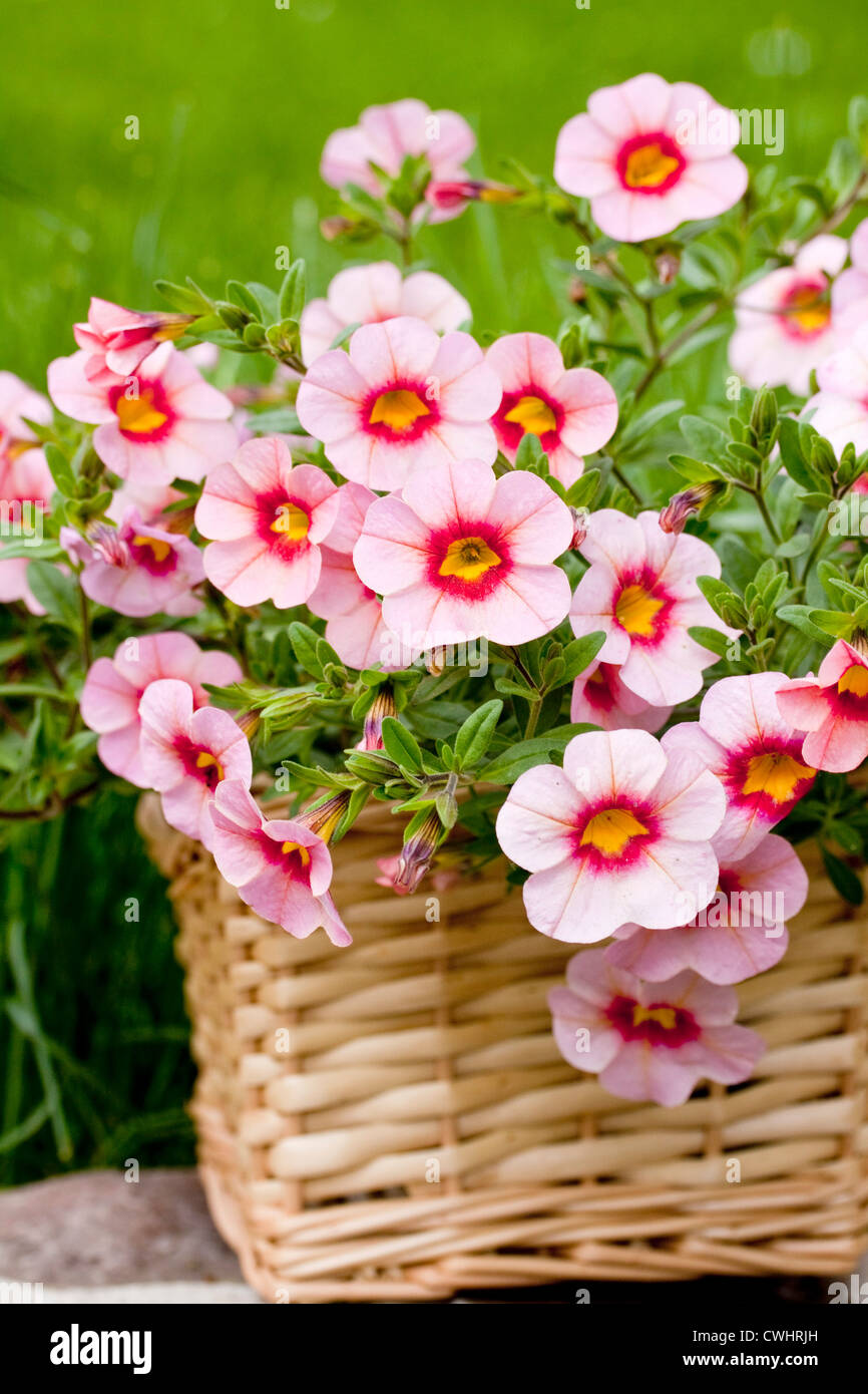 Million bells flower hi-res stock photography and images - Alamy