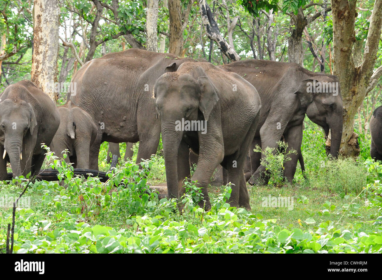 Indian semi evergreen forest hi-res stock photography and images - Alamy