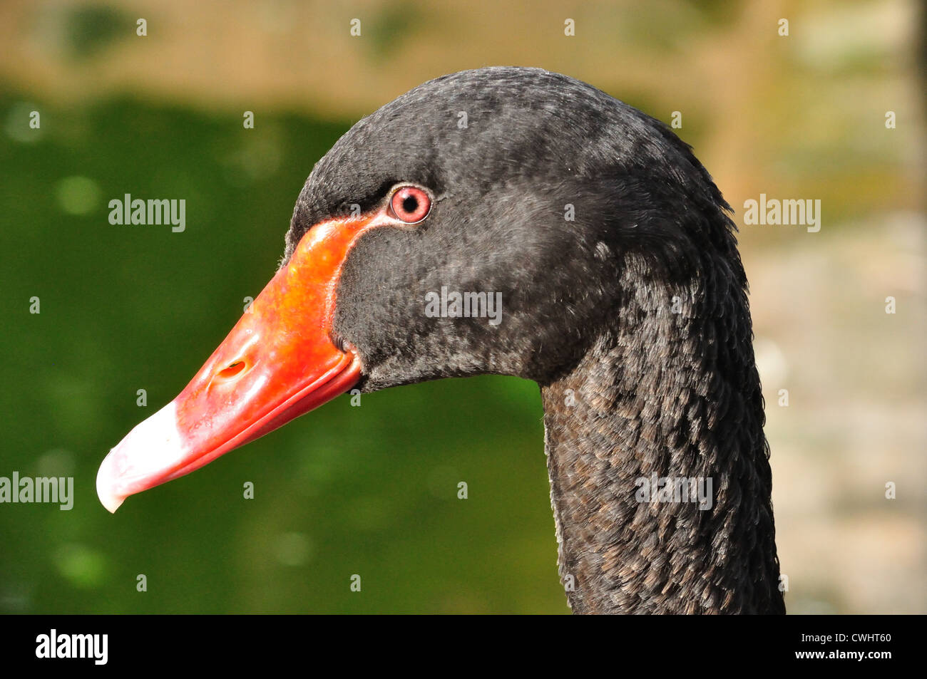 Black Swan ( Cygnus atratus Stock Photo - Alamy