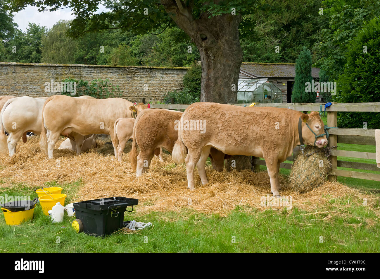 Cattle cows cow livestock at Thornton le Dale country Show in summer ...