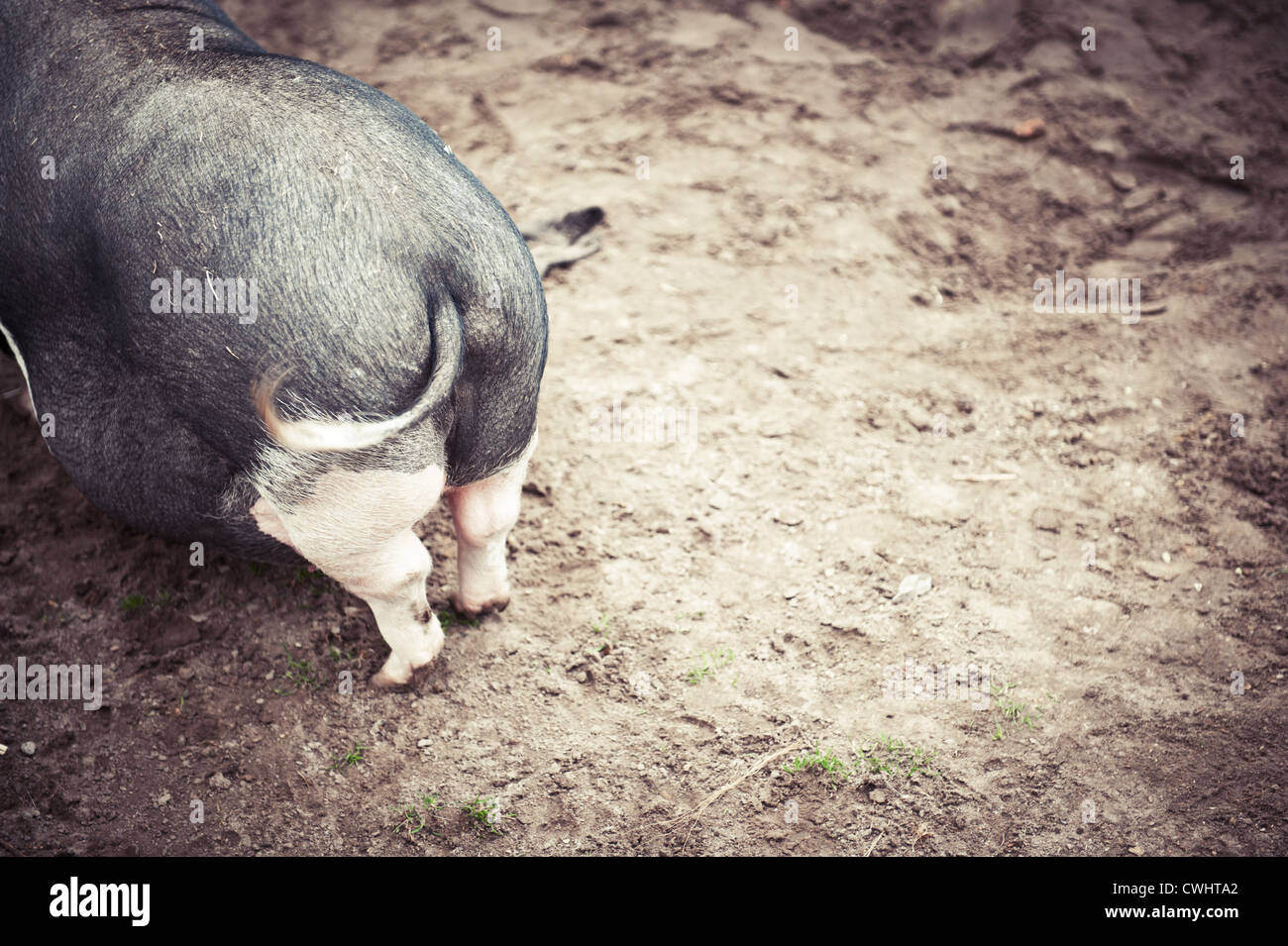 Animal Rear End High Resolution Stock Photography and Images - Alamy