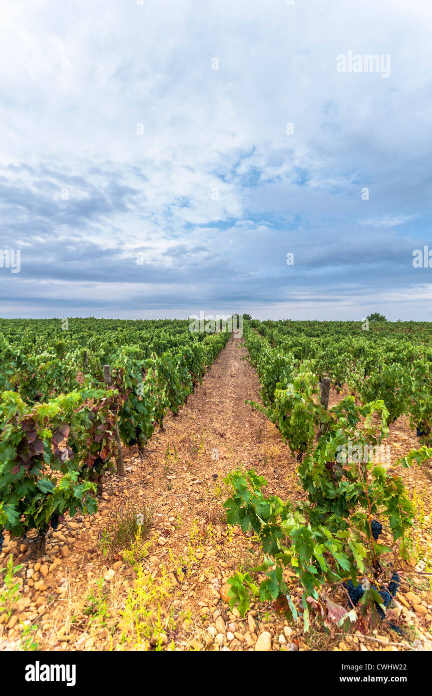 Elciego vineyard. La Rioja. Rioja Alavesa. Araba. Basque Country. Spain ...
