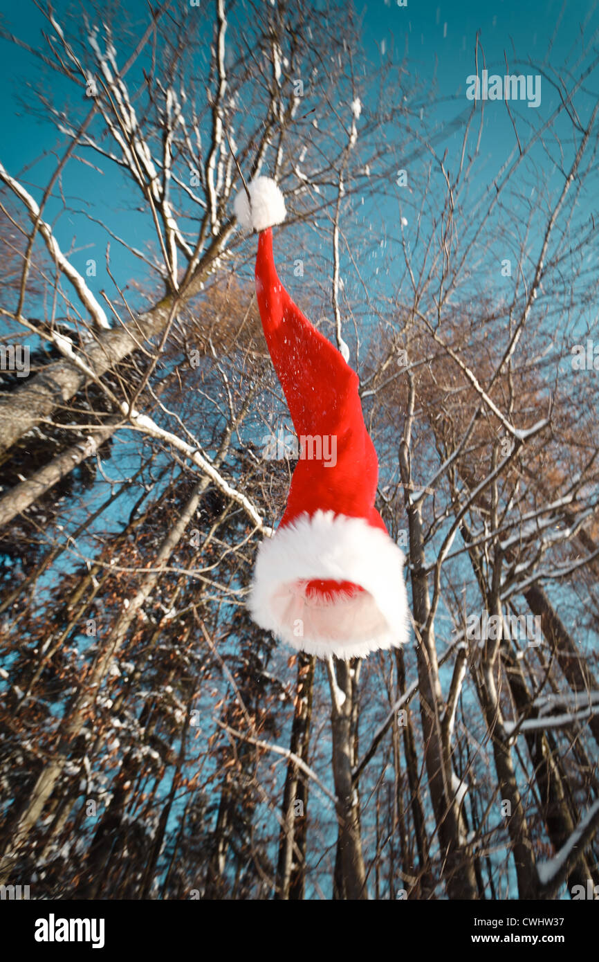 Worms Eye View Forest High Resolution Stock Photography and Images - Alamy