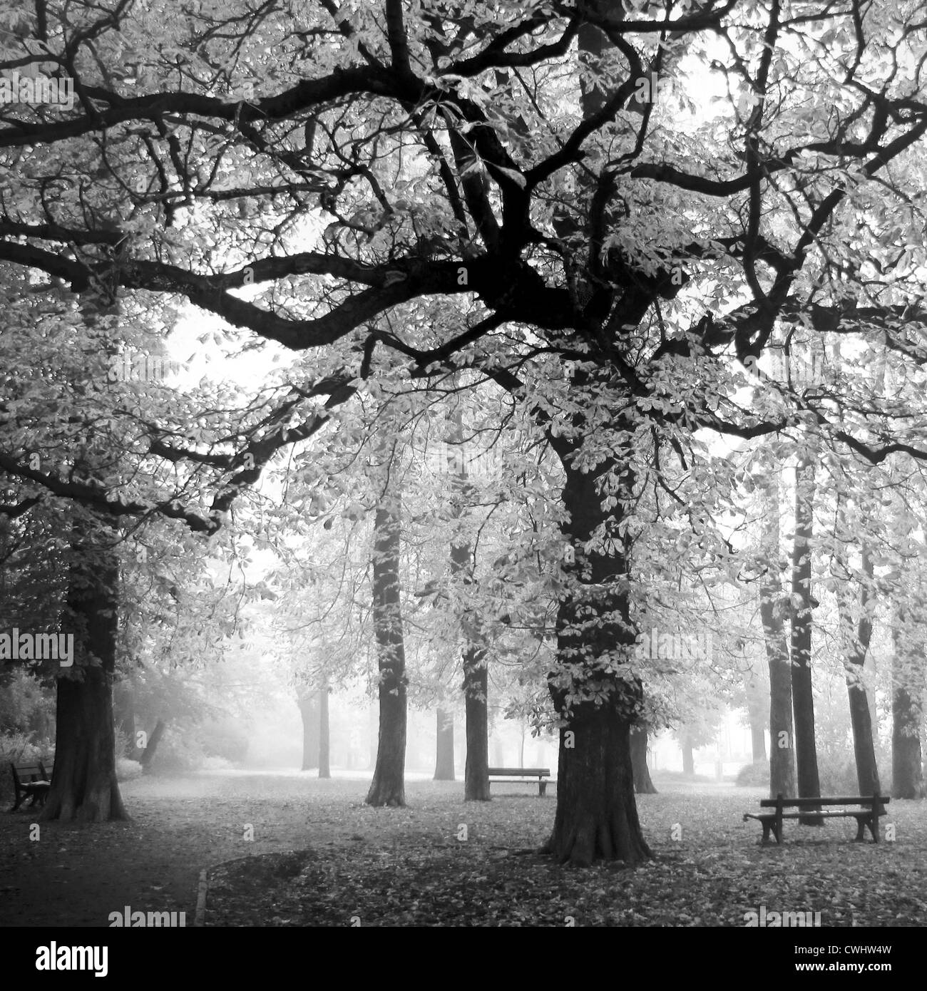 Hazy Black and White Stock Photos & Images - Alamy