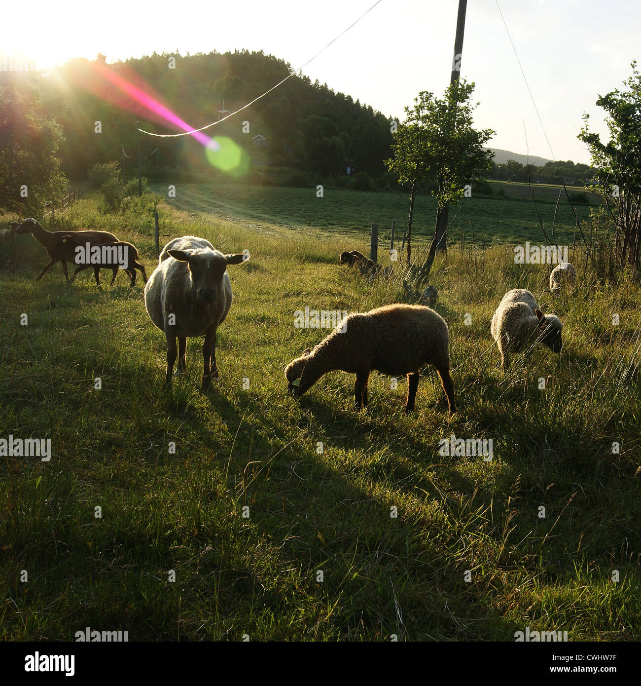 Sheep Herds High Resolution Stock Photography and Images - Alamy