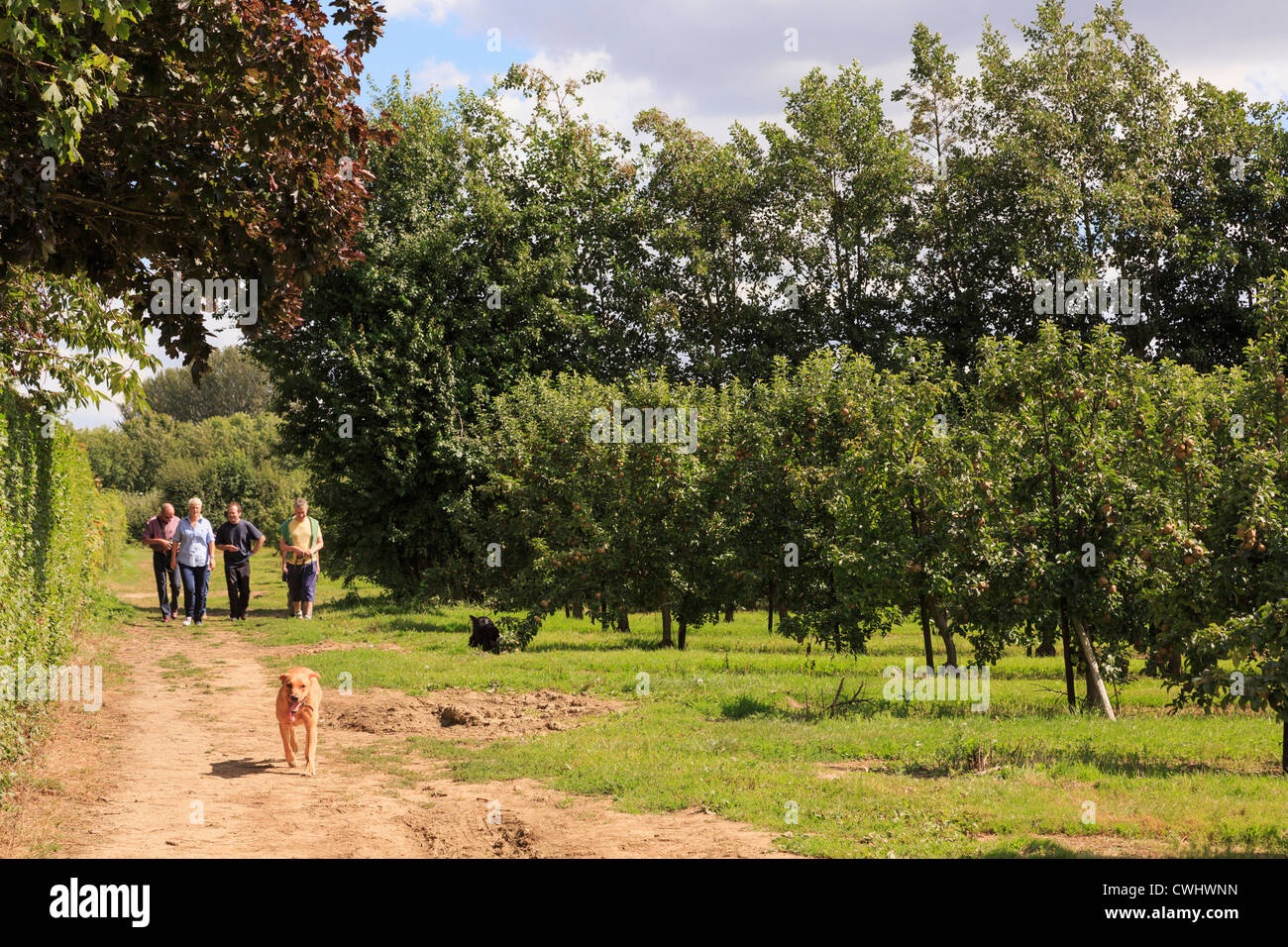 Path through orchard hi-res stock photography and images - Alamy