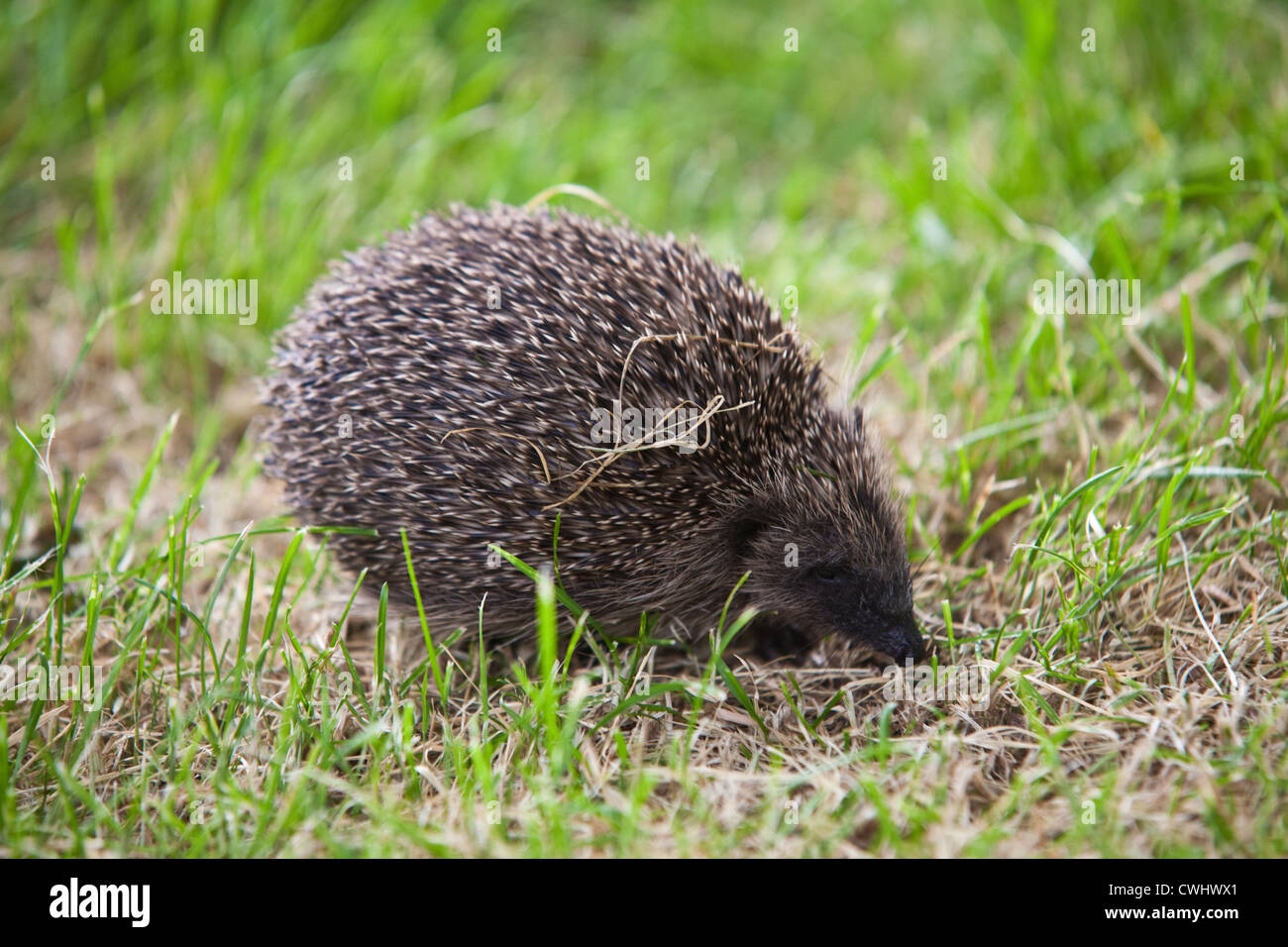 Hedgehog (Erinaceus europaeus), Alresford, Hampshire, England, United ...