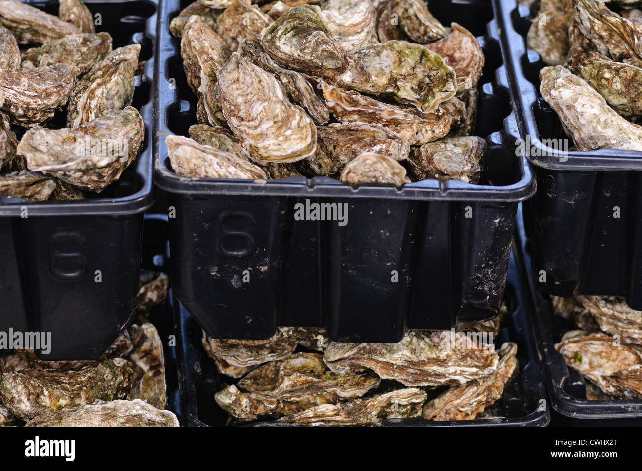Crates of oysters Stock Photo - Alamy
