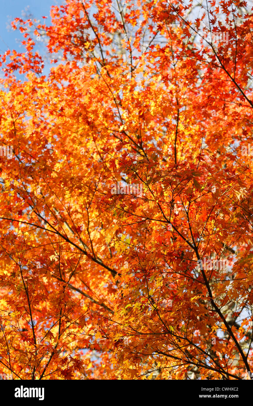 Maple tree foliage in Autumn Stock Photo - Alamy